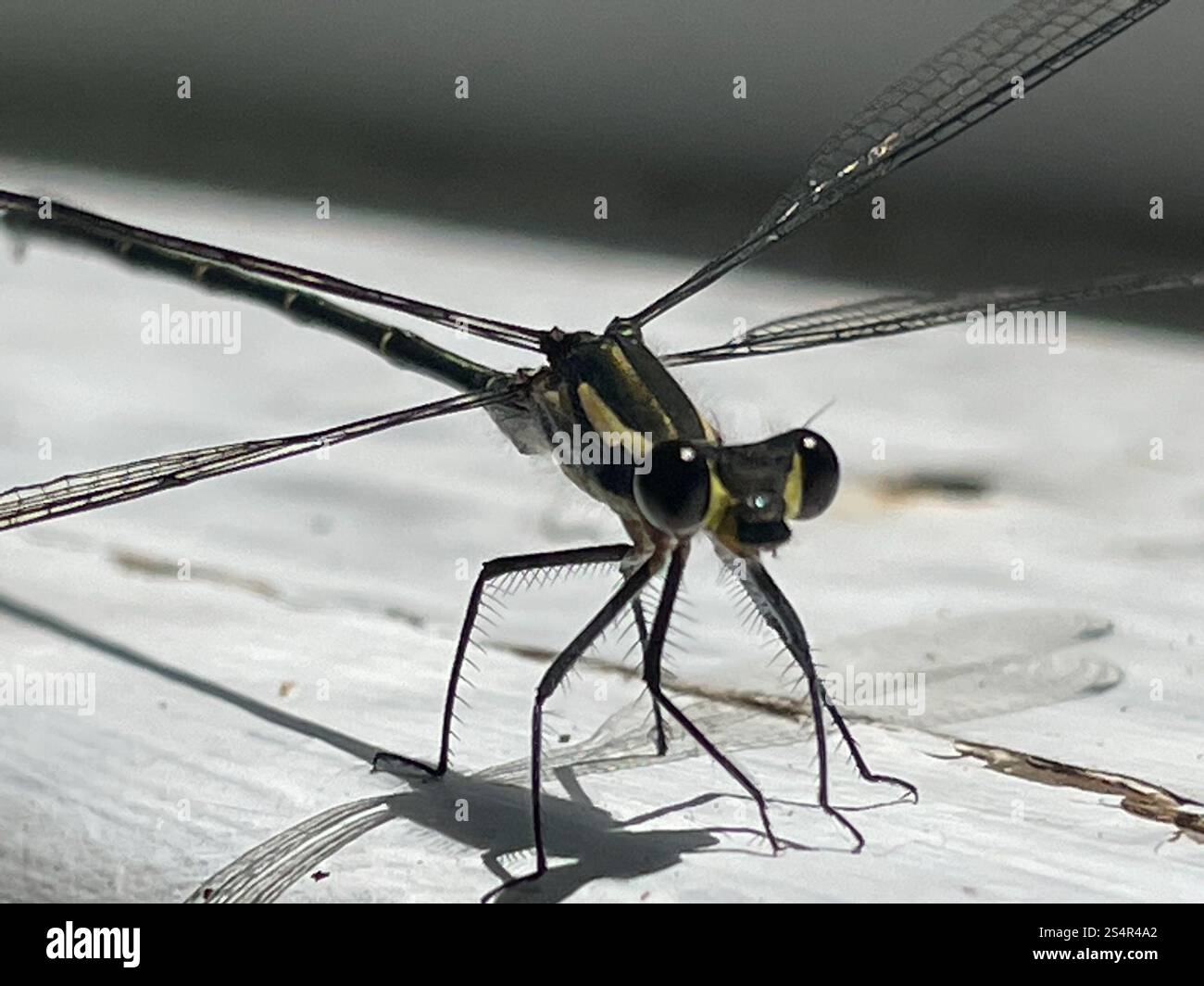 Common Flatwing (Austroargiolestes icteromelas Stock Photo - Alamy