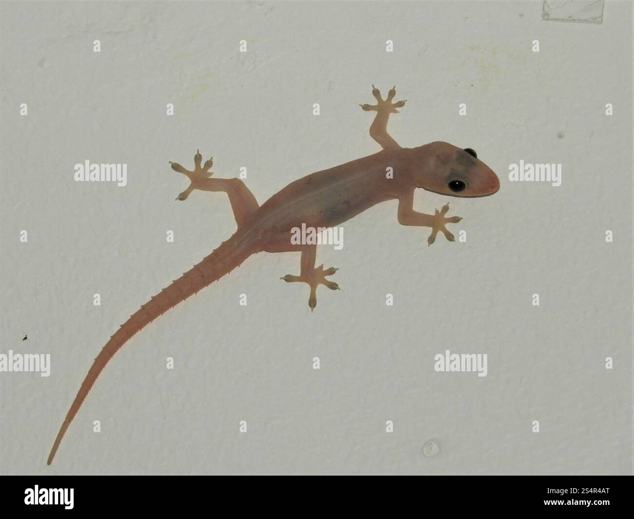 Asian House Gecko (Hemidactylus frenatus Stock Photo - Alamy