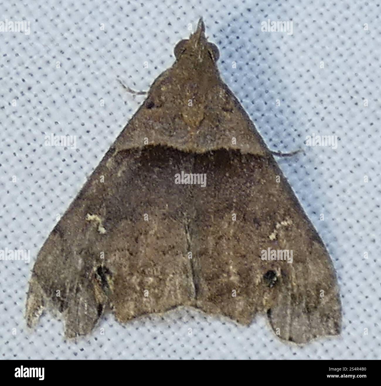 Ambiguous Moth (Lascoria ambigualis Stock Photo - Alamy