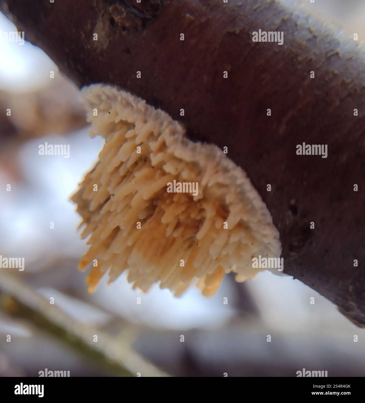 Milk-white Toothed Polypore (Irpex lacteus Stock Photo - Alamy