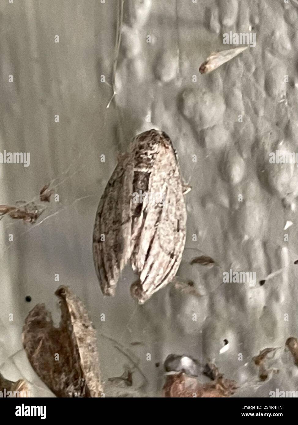 Spring Cankerworm Moth (Paleacrita vernata Stock Photo - Alamy