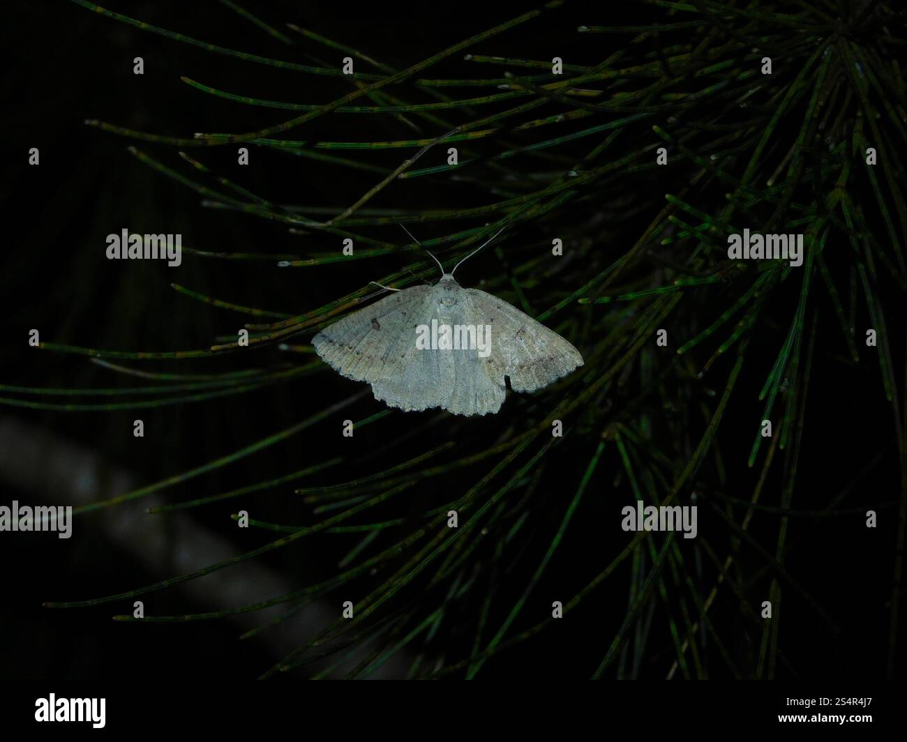 Ring Cape Moth (Amelora zophopasta Stock Photo - Alamy