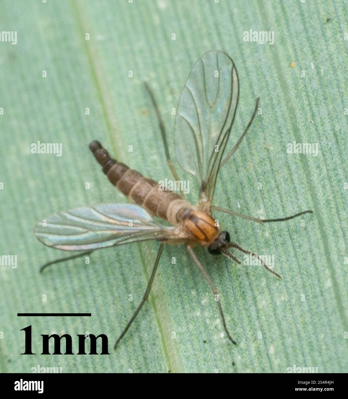 Dark-winged Fungus Gnats (Sciaridae Stock Photo - Alamy
