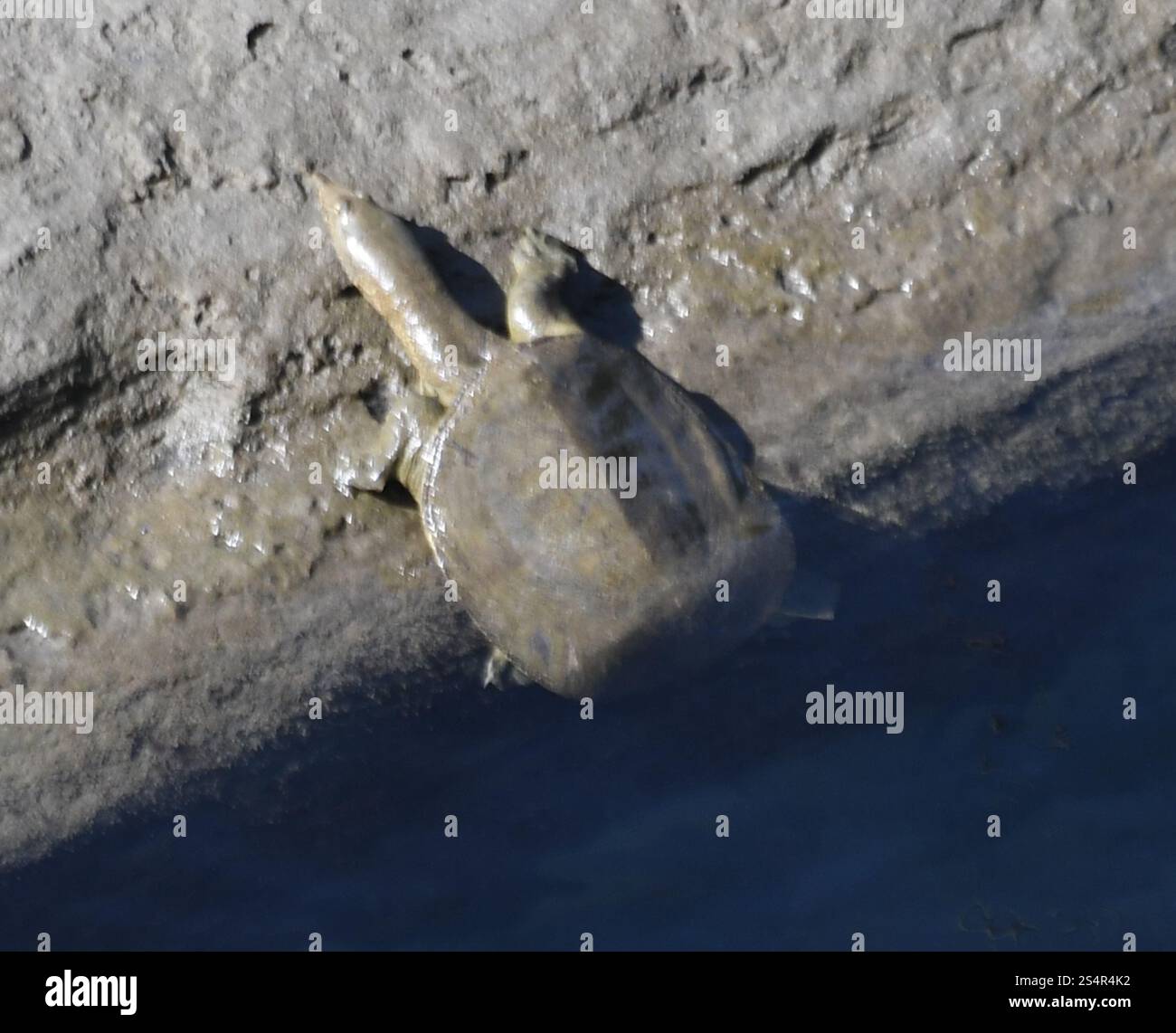 Chinese Softshell Turtle (Pelodiscus sinensis Stock Photo - Alamy