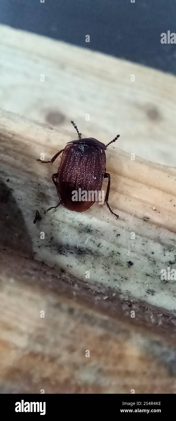 Black snail beetle (Phosphuga atrata Stock Photo - Alamy