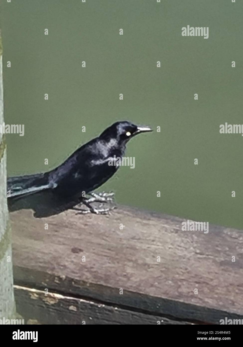 New World Blackbirds and Orioles (Icteridae Stock Photo - Alamy