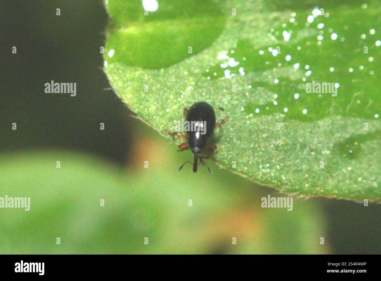 True Weevils (Curculionidae Stock Photo - Alamy