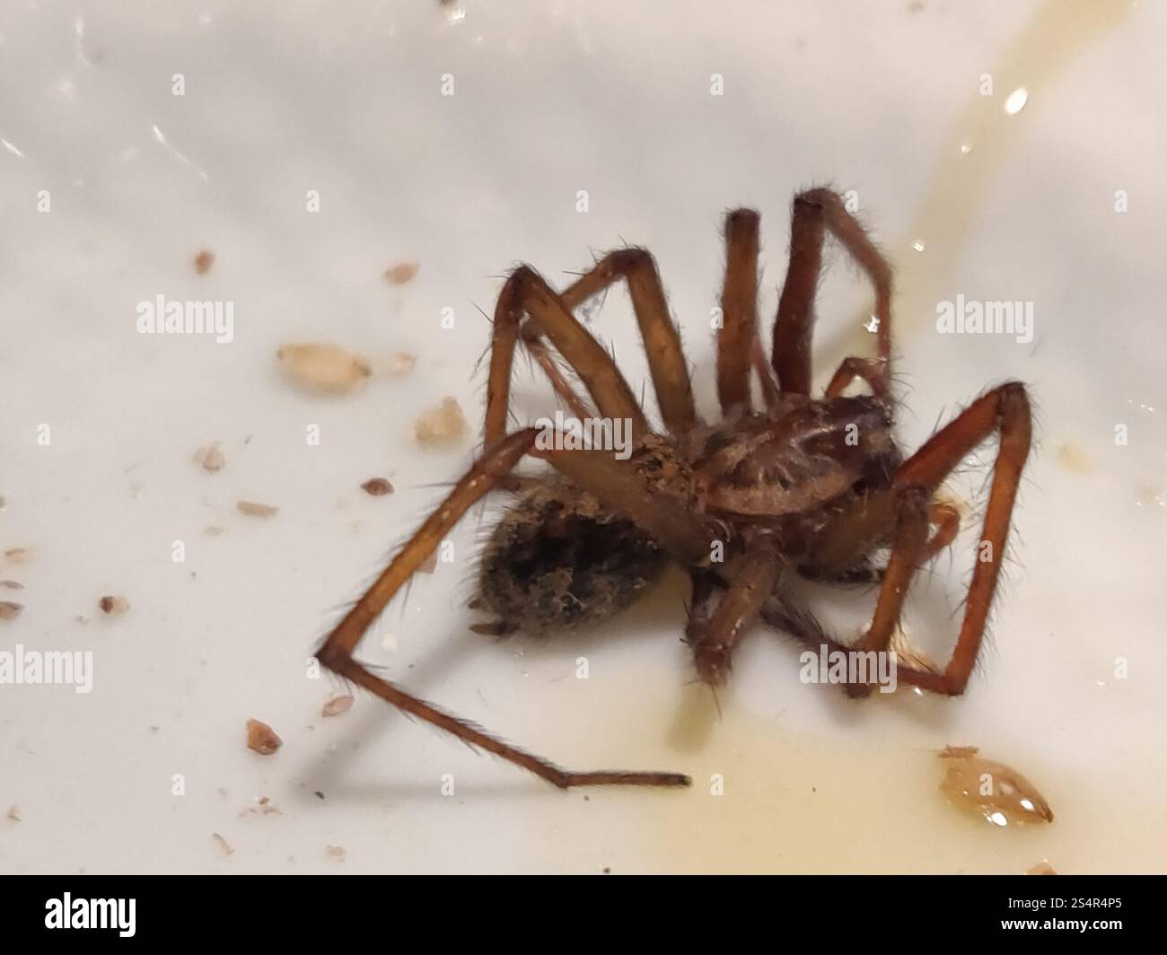 Giant House Spider (Eratigena atrica Stock Photo - Alamy