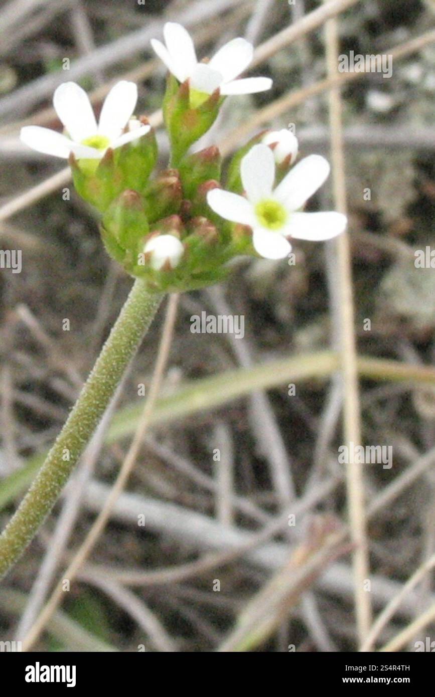 pygmy-flower rock-jasmine (Androsace septentrionalis Stock Photo - Alamy