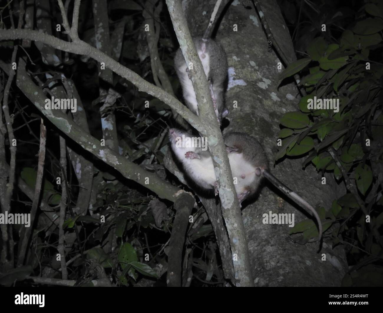 White-tailed Giant Rat (Uromys caudimaculatus Stock Photo - Alamy