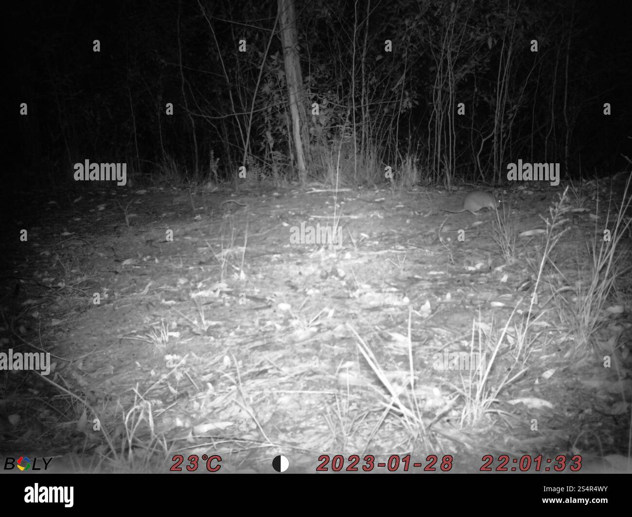 Long-nosed Bandicoot (Perameles nasuta Stock Photo - Alamy