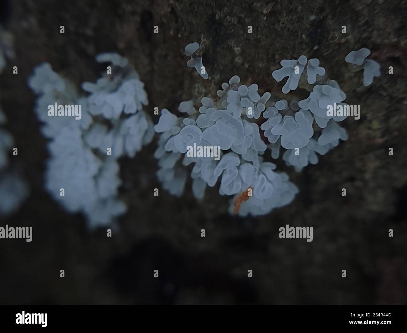 Common Coral Slime (Ceratiomyxa fruticulosa Stock Photo - Alamy