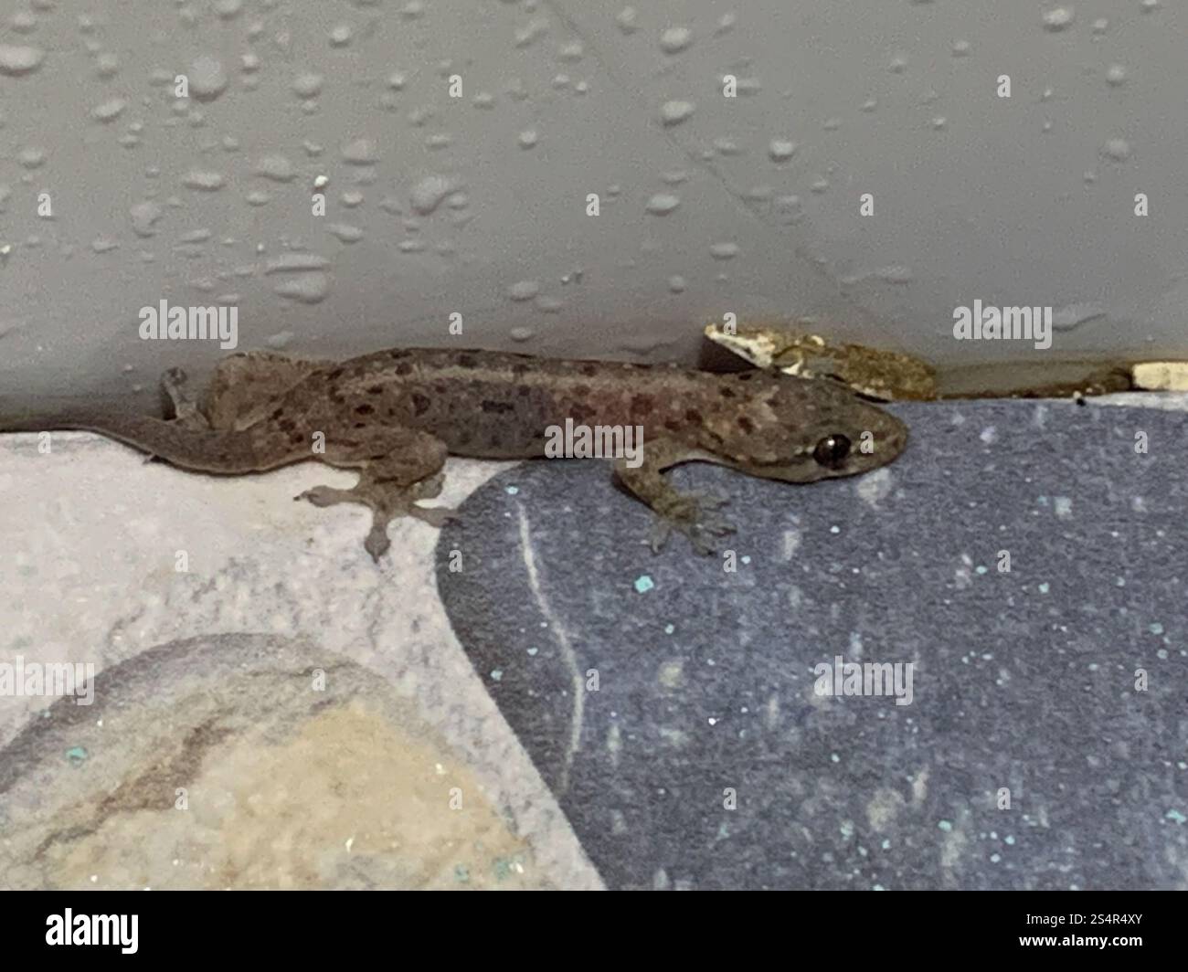 Common Four-clawed Gecko (Gehyra mutilata Stock Photo - Alamy