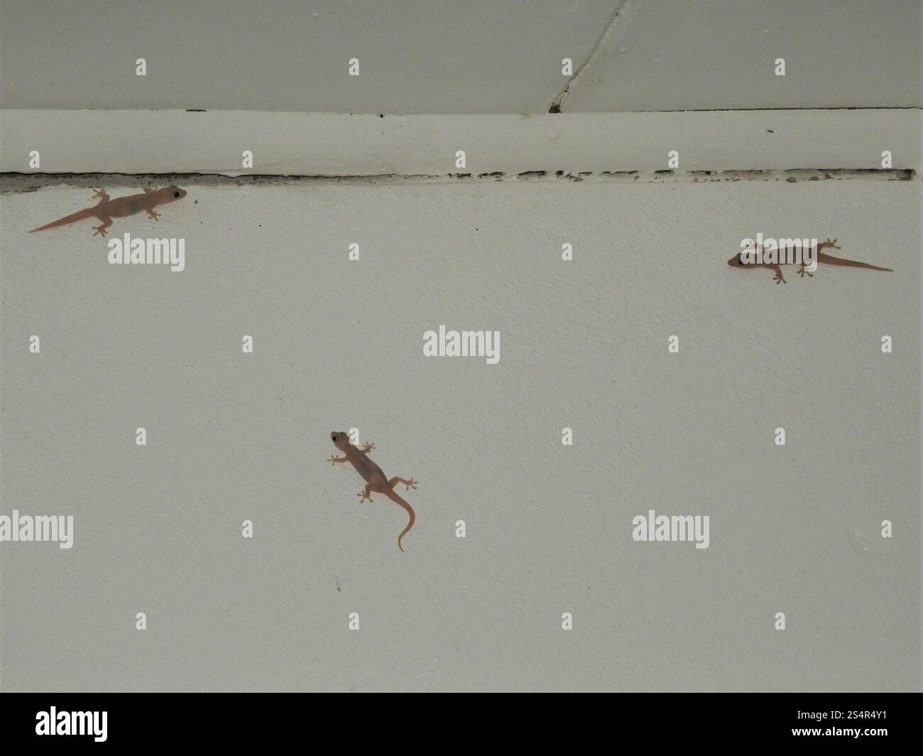 Asian House Gecko (Hemidactylus frenatus Stock Photo - Alamy