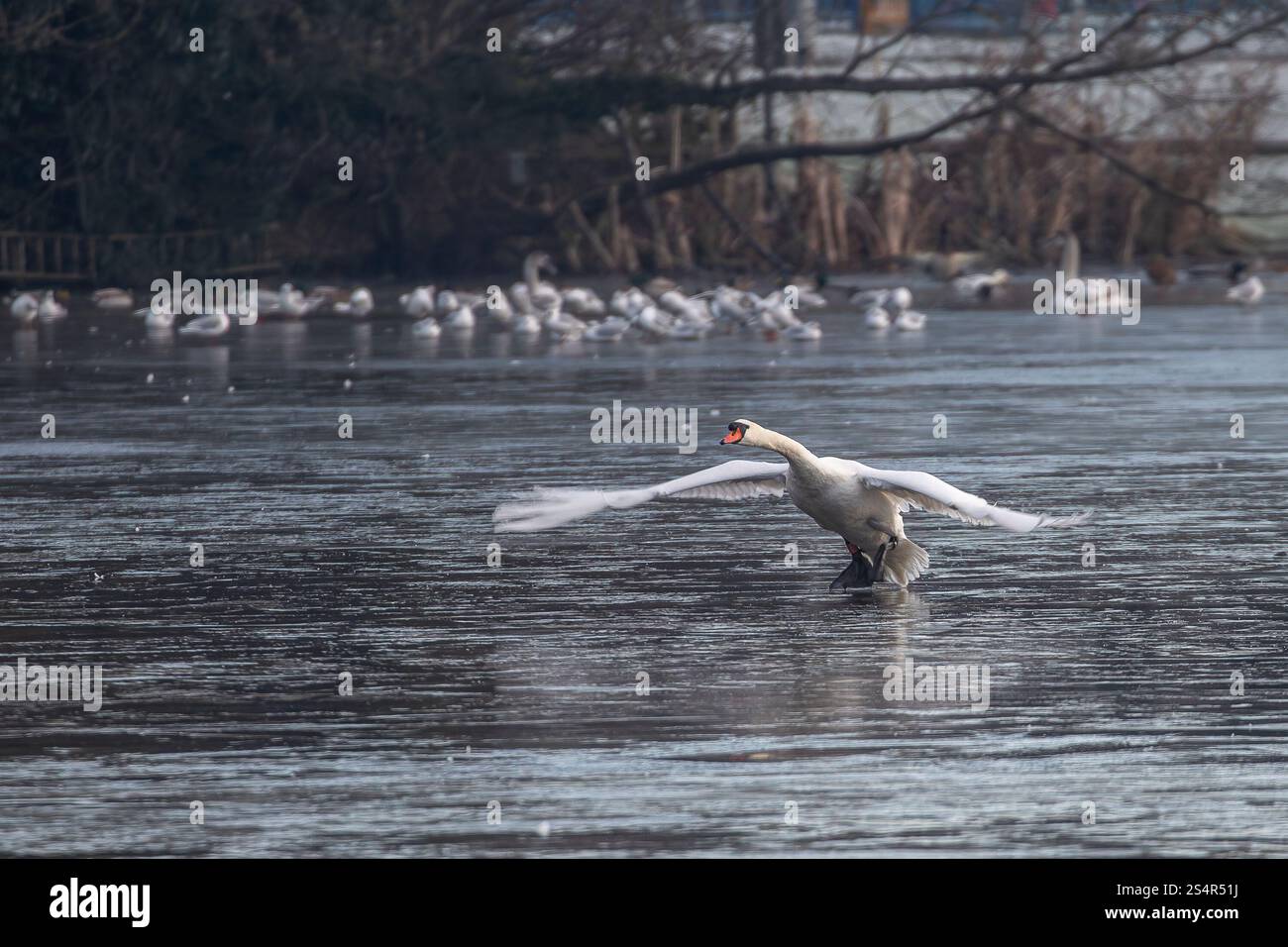 Mute swan skating over a frozen pool with wings flapping Stock Photo ...