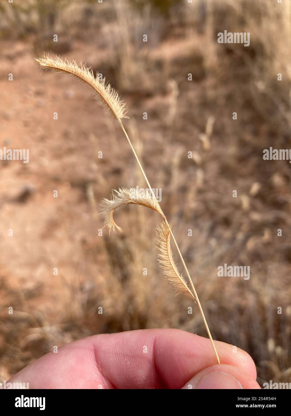 Blue Grama (Bouteloua gracilis Stock Photo - Alamy