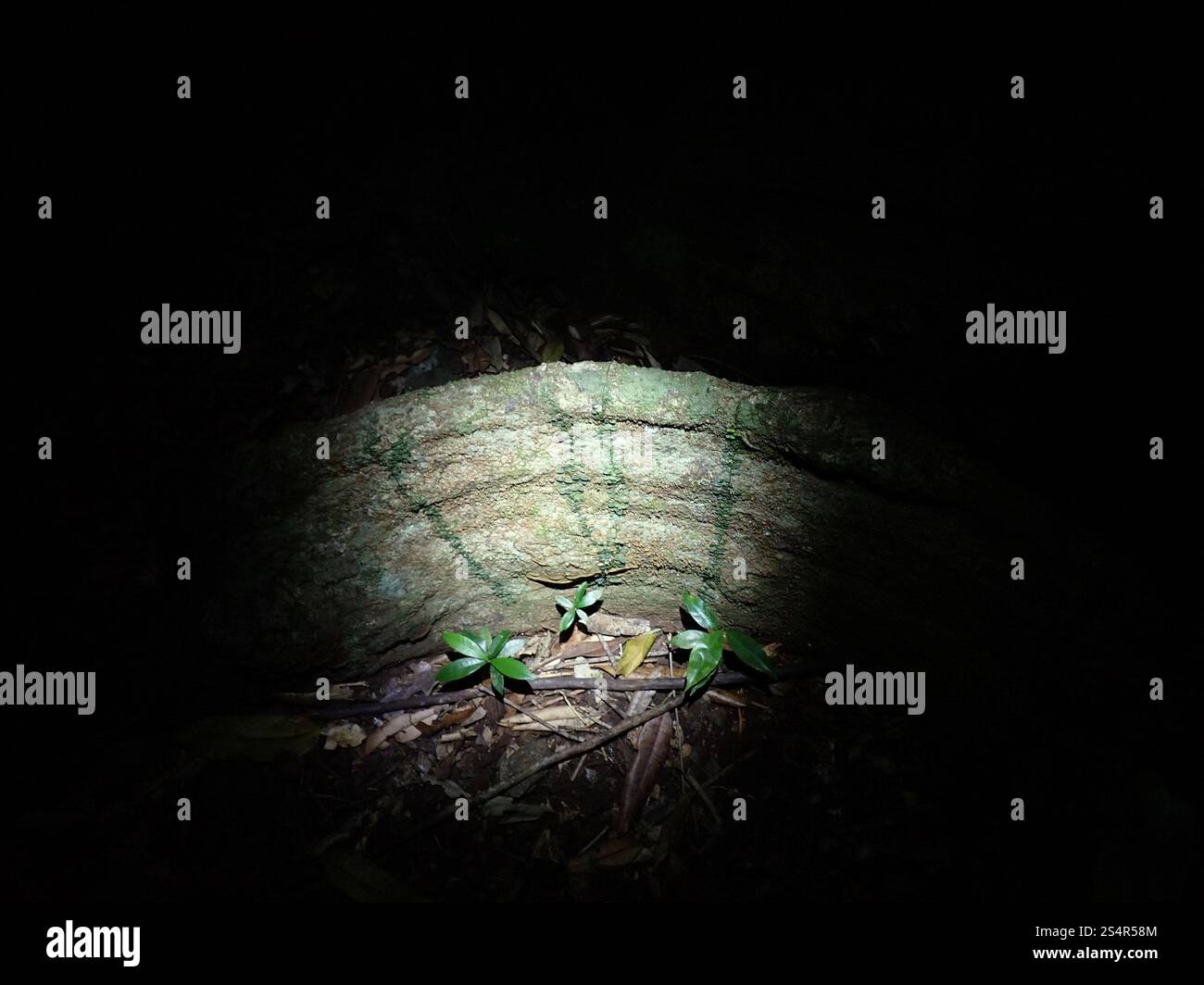 candle vine (Pothos longipes Stock Photo - Alamy