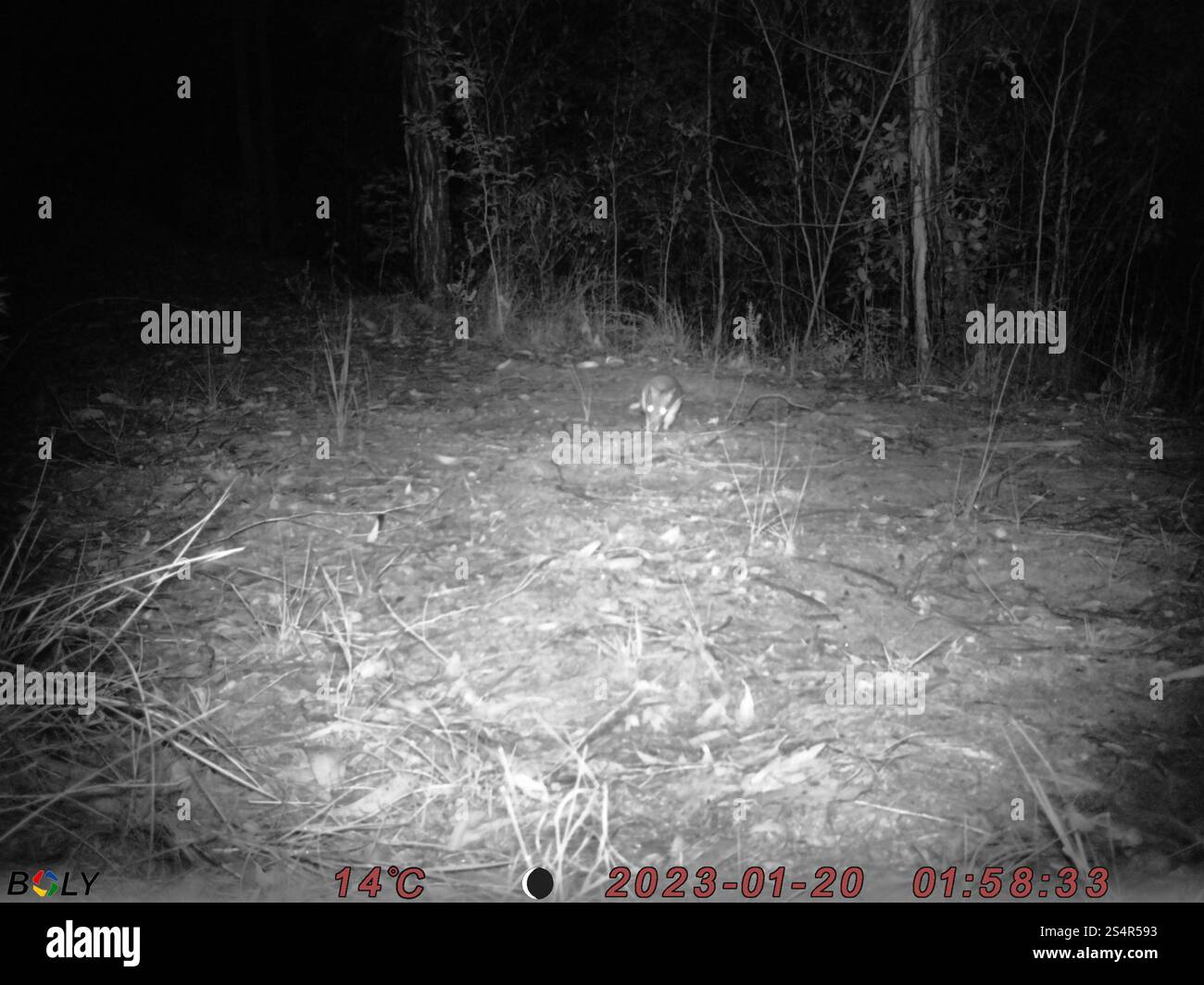 Long-nosed Bandicoot (Perameles nasuta Stock Photo - Alamy