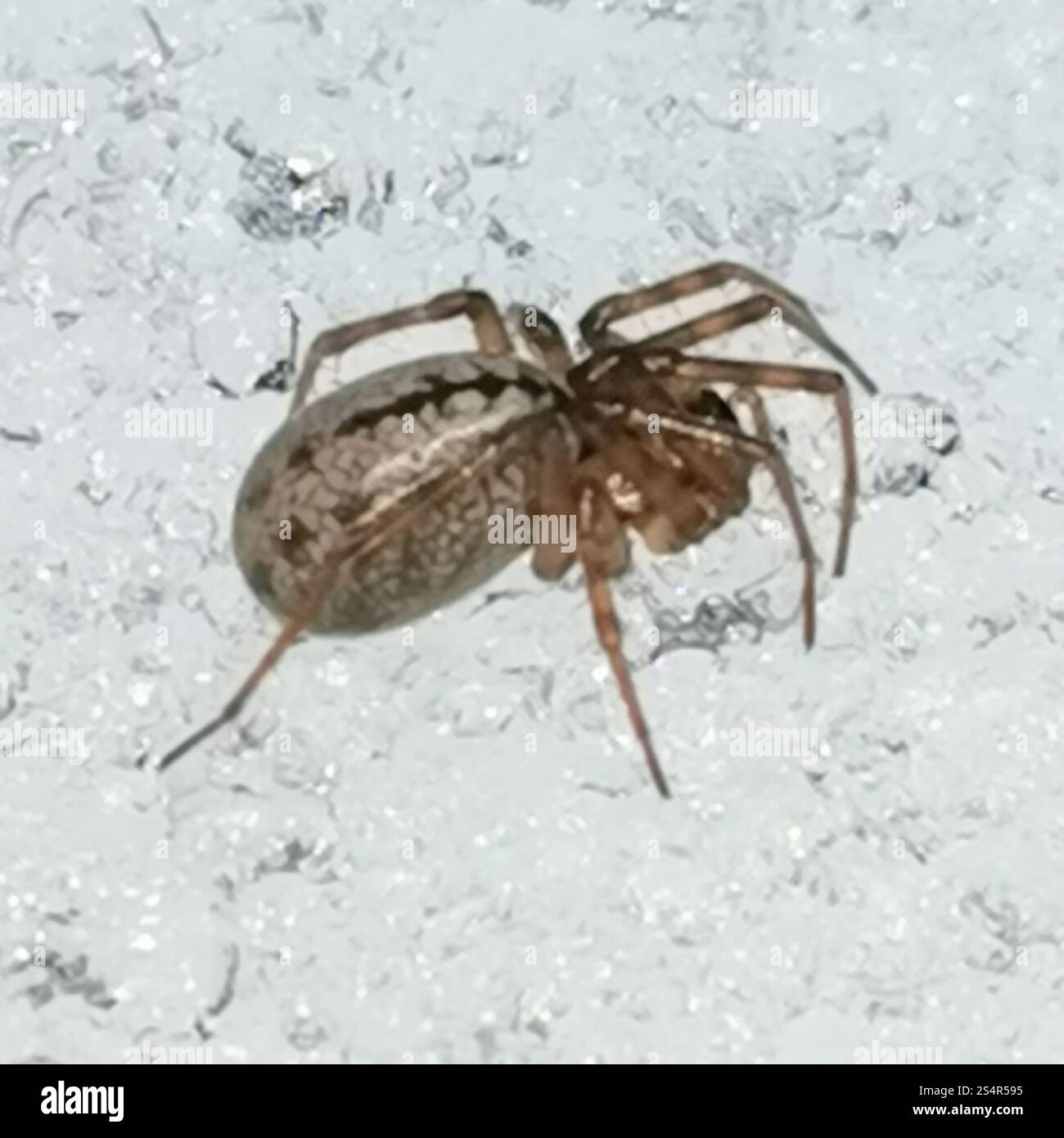 Horse-Head Spider (Stemonyphantes lineatus Stock Photo - Alamy