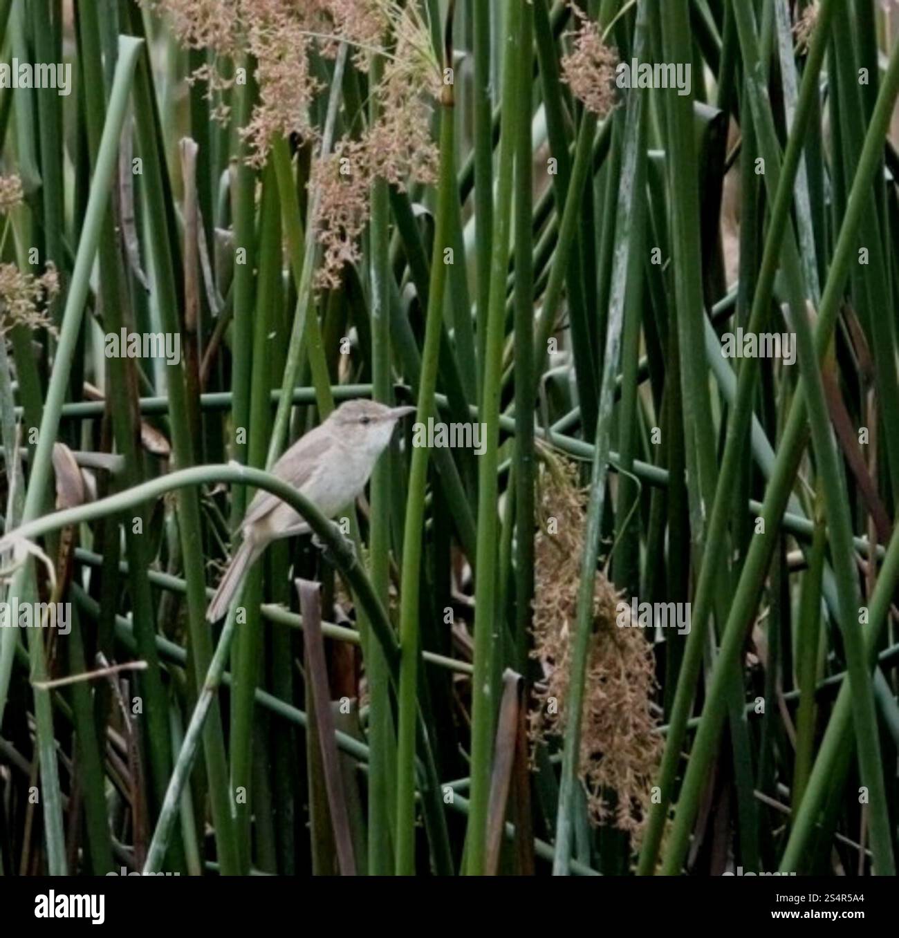 Australian Reed Warbler (Acrocephalus australis Stock Photo - Alamy