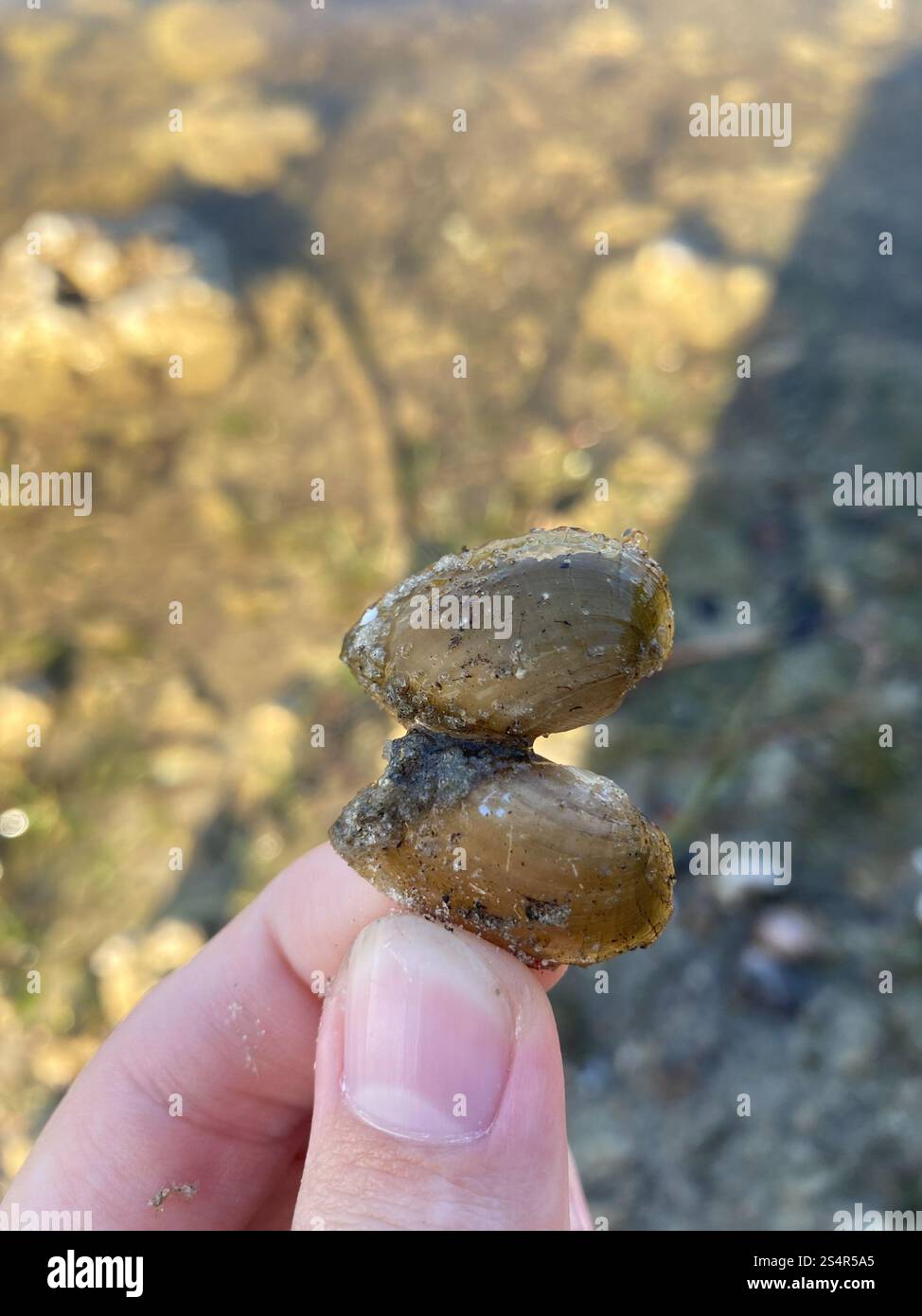 Florida Spike (Elliptio jayensis Stock Photo - Alamy