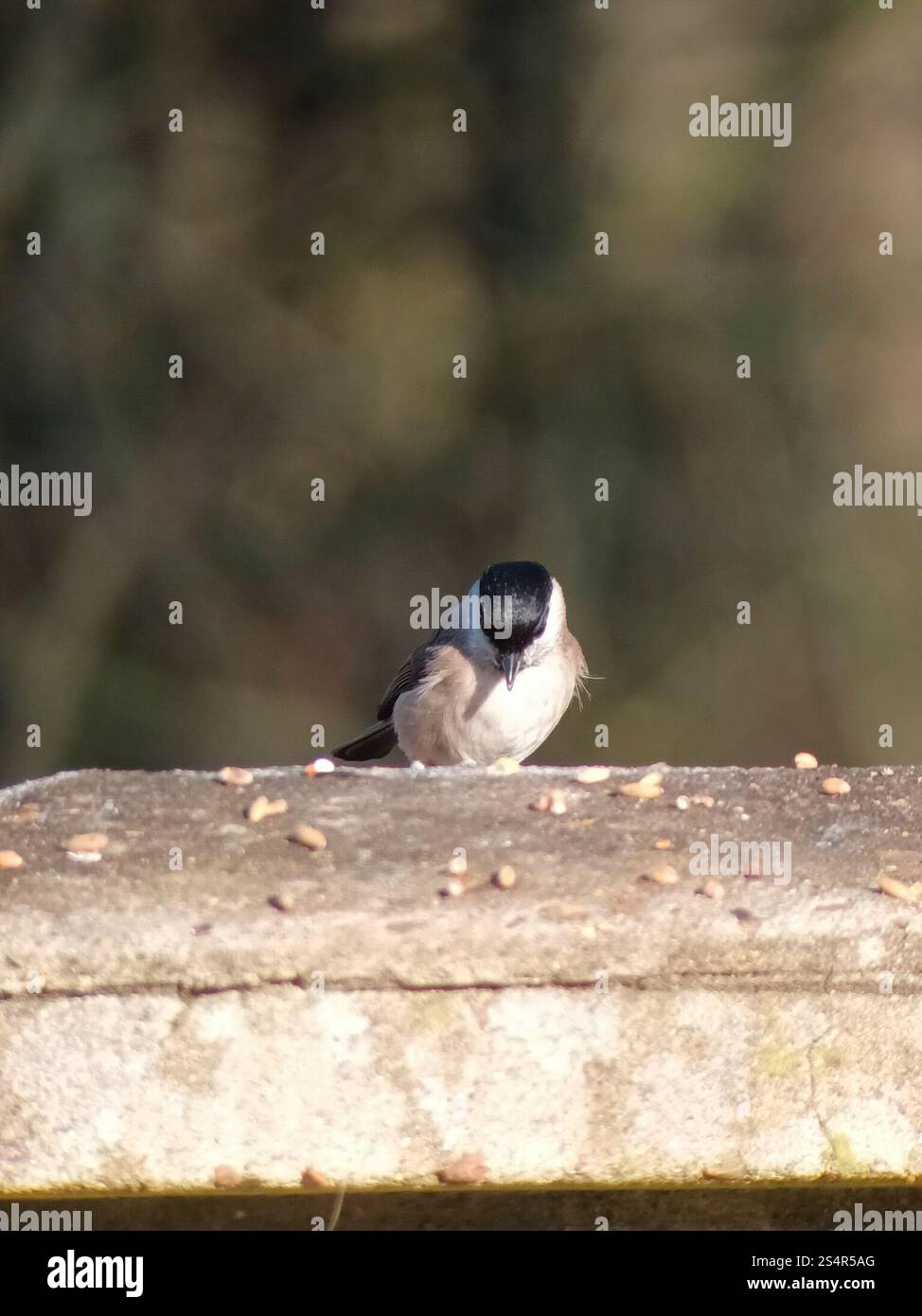 Marsh Tit (Poecile palustris Stock Photo - Alamy