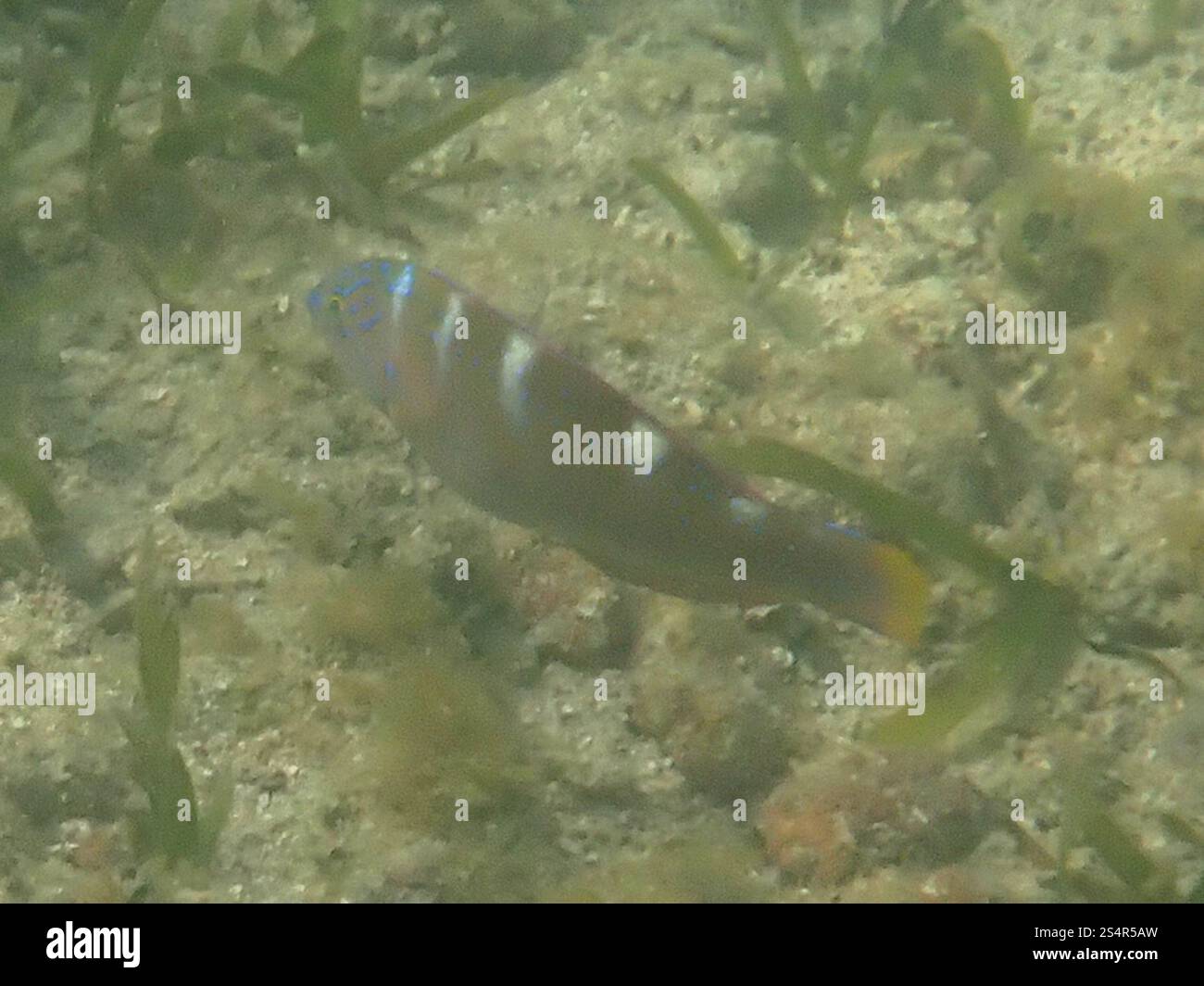Puddingwife Wrasse (Halichoeres radiatus Stock Photo - Alamy