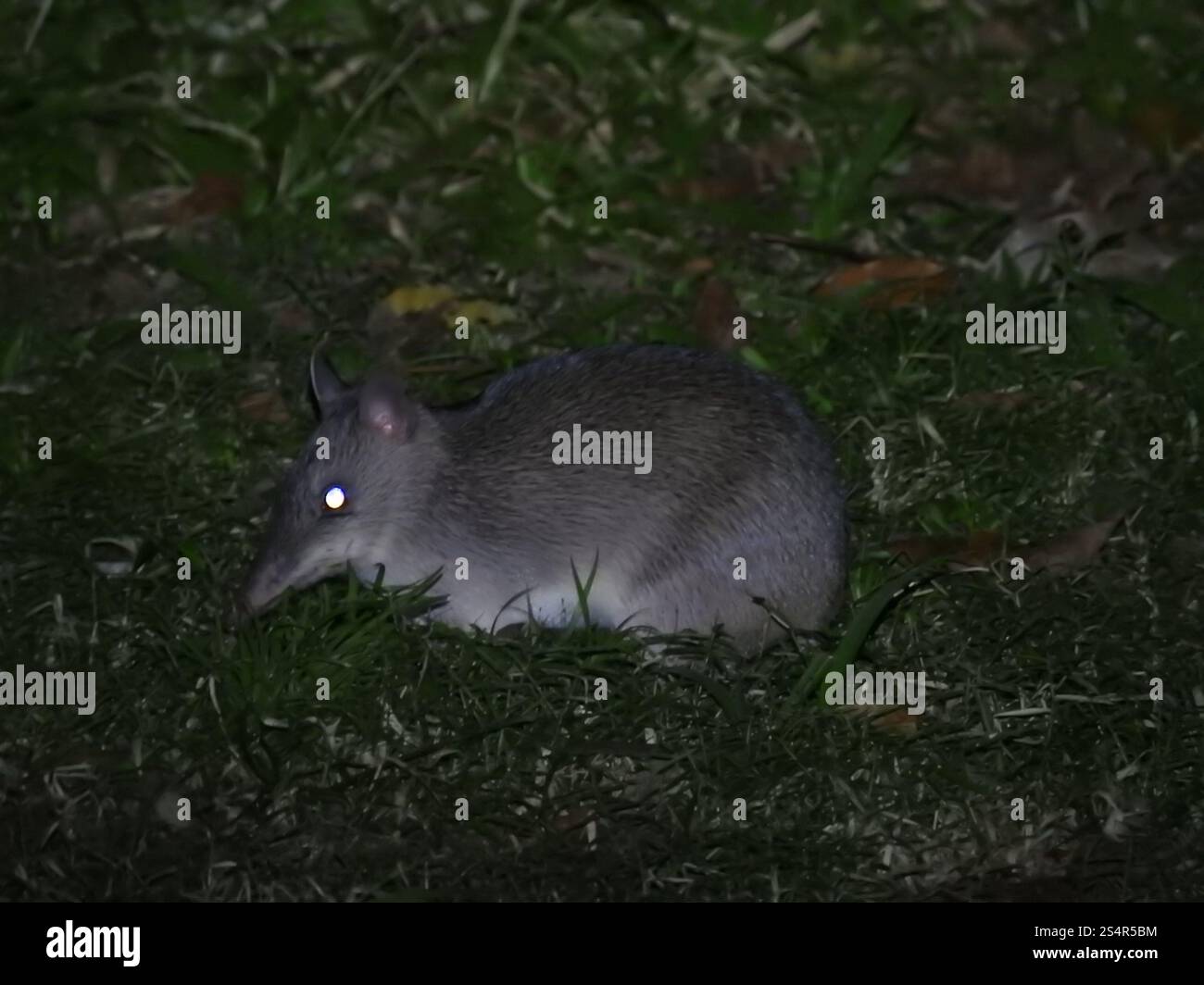 Queensland Barred Bandicoot (Perameles pallescens Stock Photo - Alamy