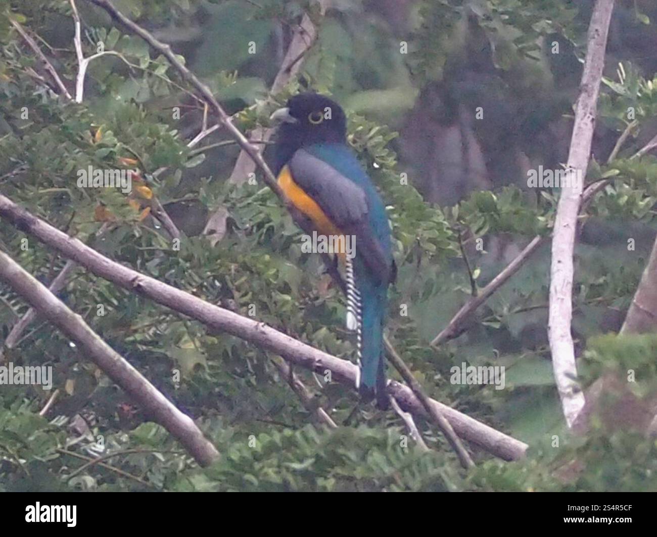 Gartered Trogon (Trogon caligatus Stock Photo - Alamy