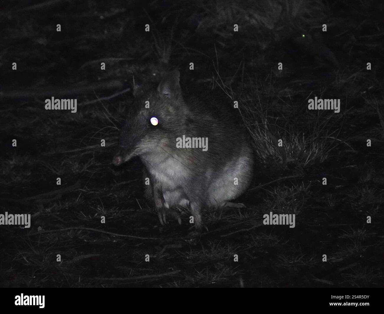 Eastern Barred Bandicoot (Perameles gunnii Stock Photo - Alamy