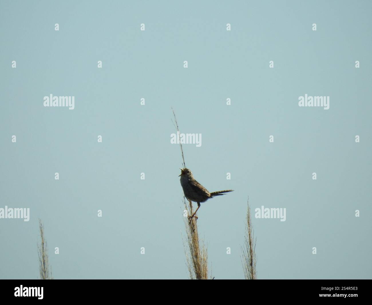 Grass Wren (Cistothorus platensis Stock Photo - Alamy