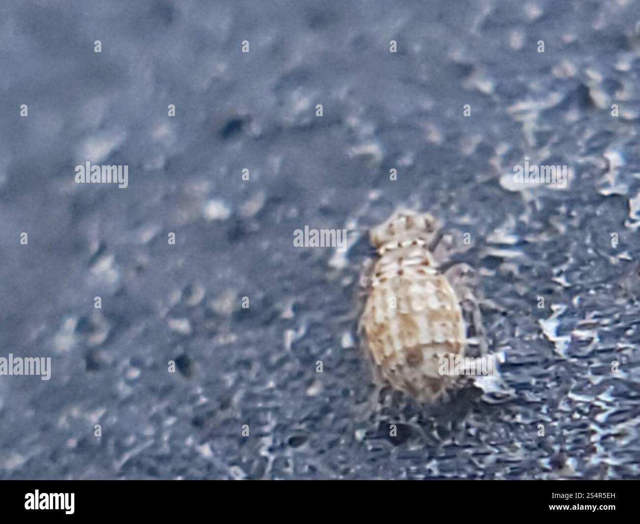 Barklice, Booklice, and Parasitic Lice (Psocodea Stock Photo - Alamy