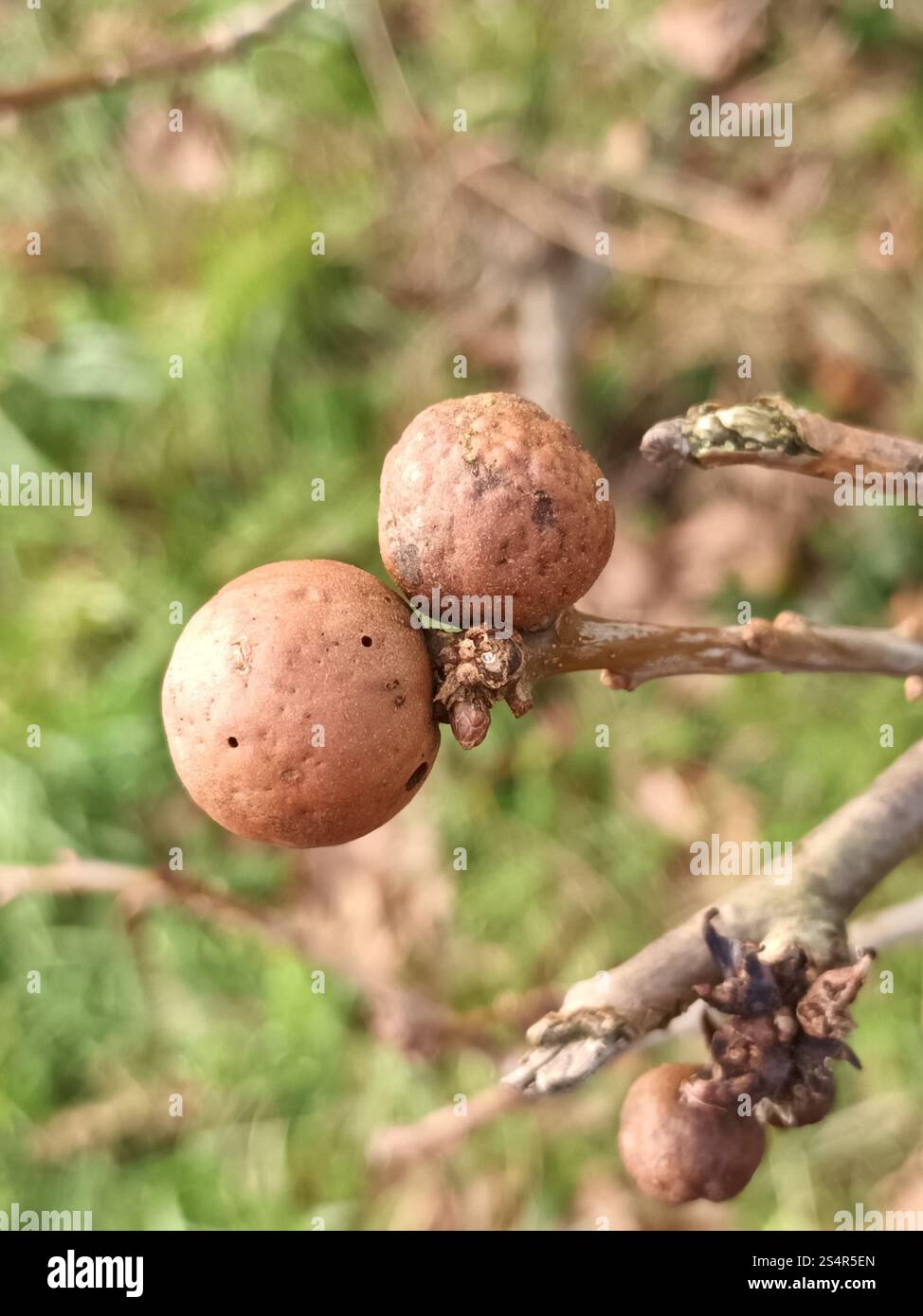 Oak Marble Gall Wasp (Andricus kollari Stock Photo - Alamy