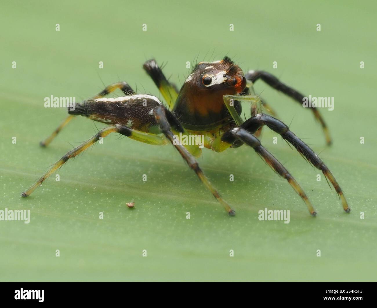 Acragas hi-res stock photography and images - Alamy