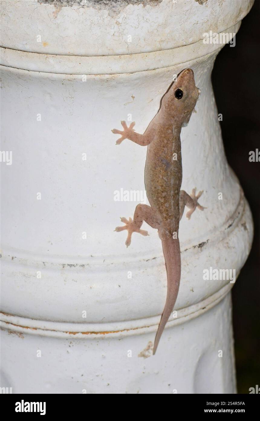 Asian House Gecko (Hemidactylus frenatus Stock Photo - Alamy