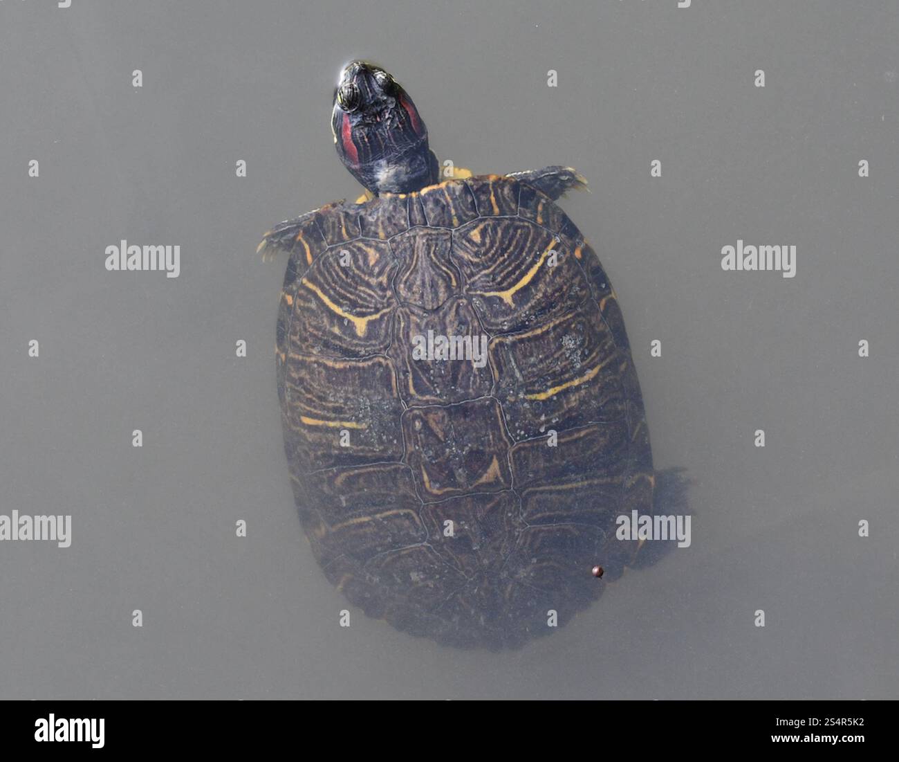 Pond Slider (Trachemys scripta Stock Photo - Alamy