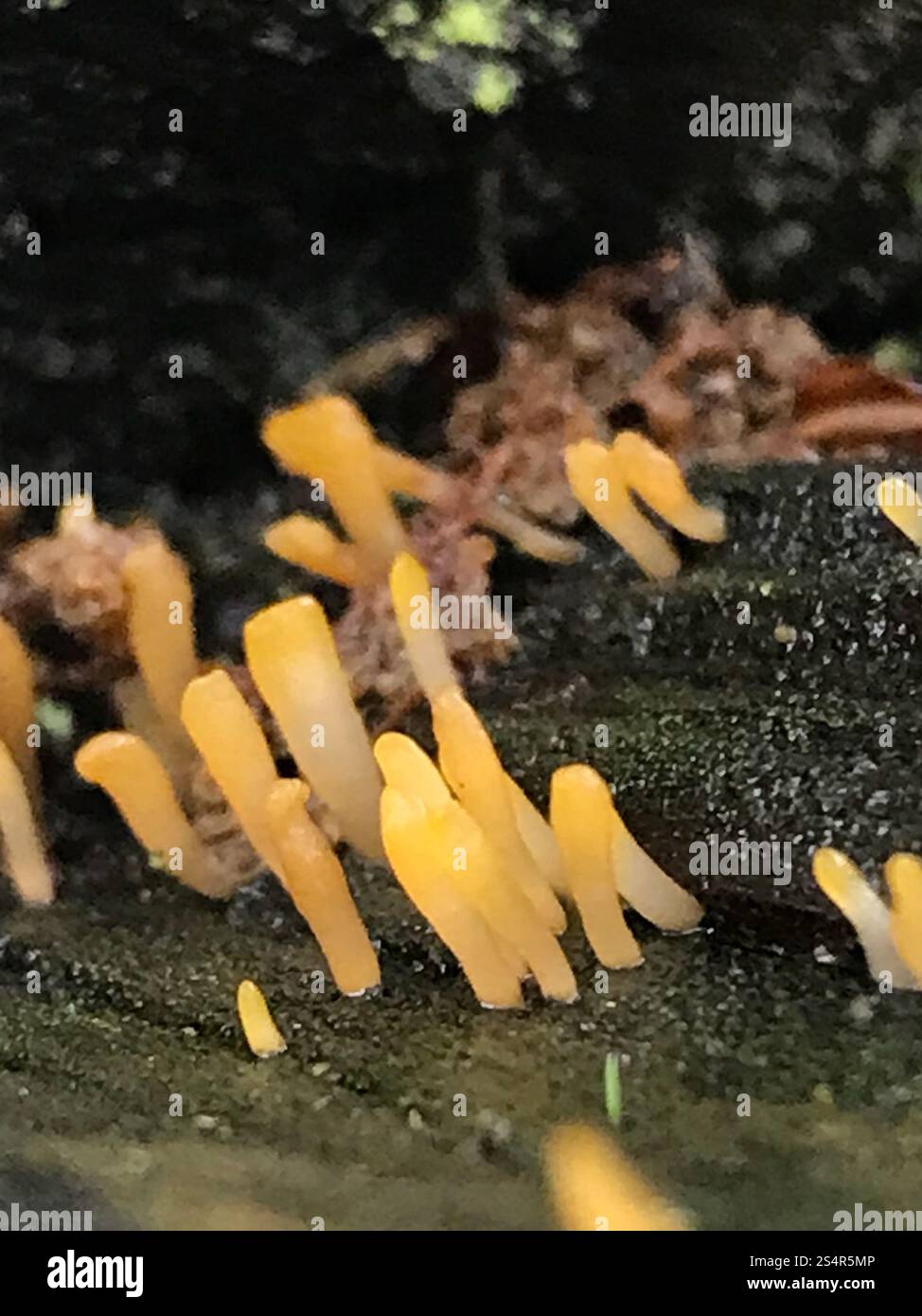 Calocera sinensis hi-res stock photography and images - Alamy