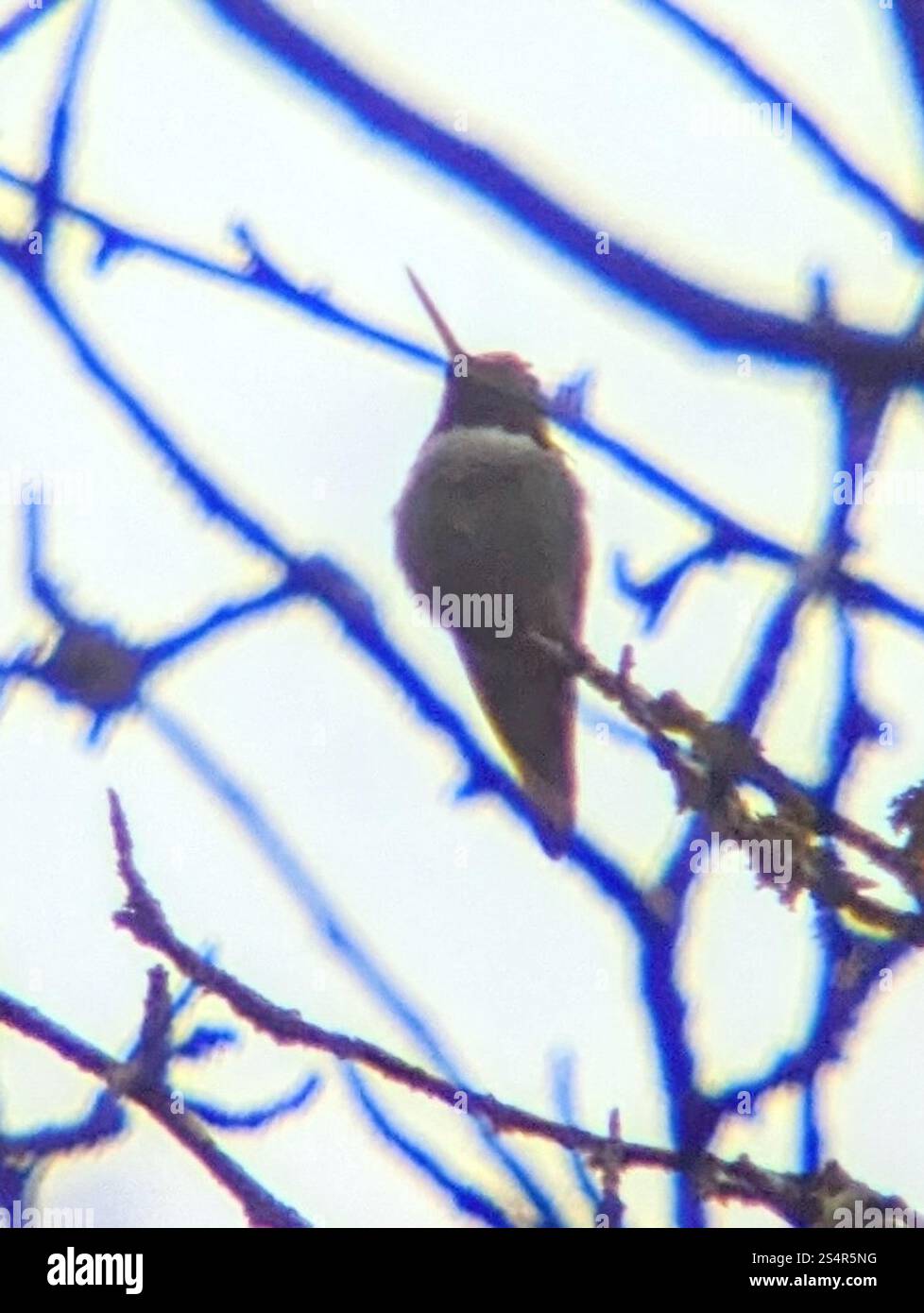 Anna's Hummingbird (Calypte anna Stock Photo - Alamy