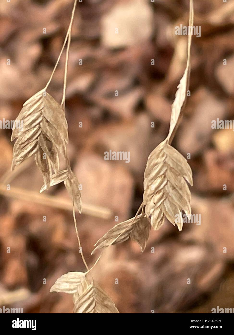 inland wood oats (Chasmanthium latifolium Stock Photo - Alamy