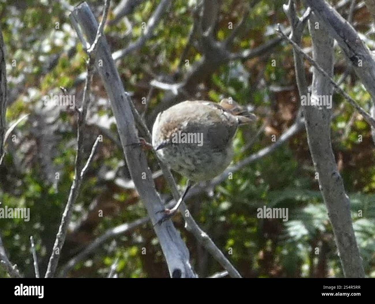 Acanthiza diemenensis hi-res stock photography and images - Alamy