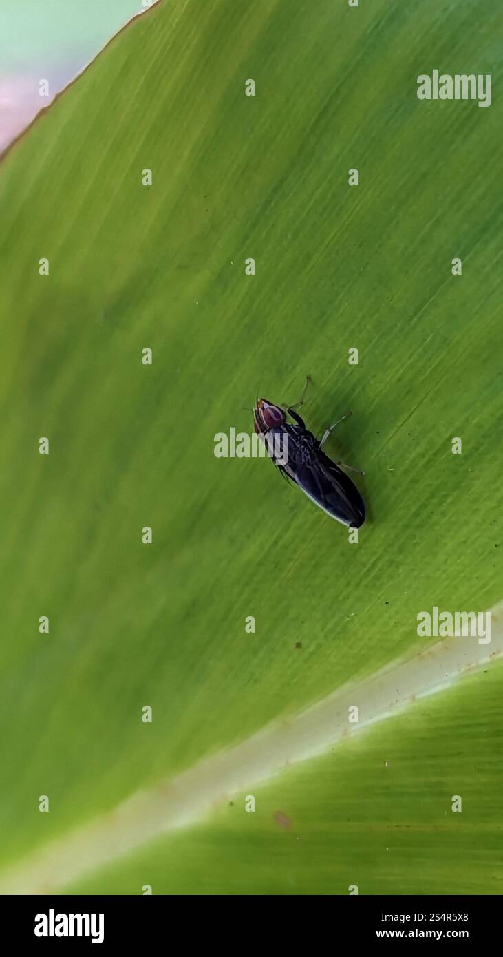 Treehopper Mimicking Fly (Cephaloconus cyprinus Stock Photo - Alamy