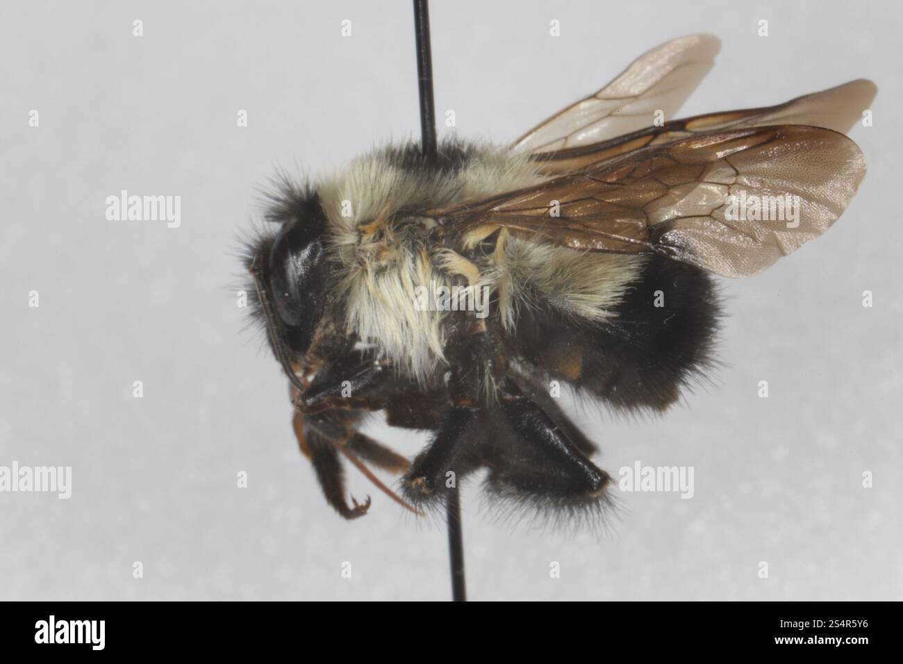 Half-black Bumble Bee (Bombus vagans Stock Photo - Alamy