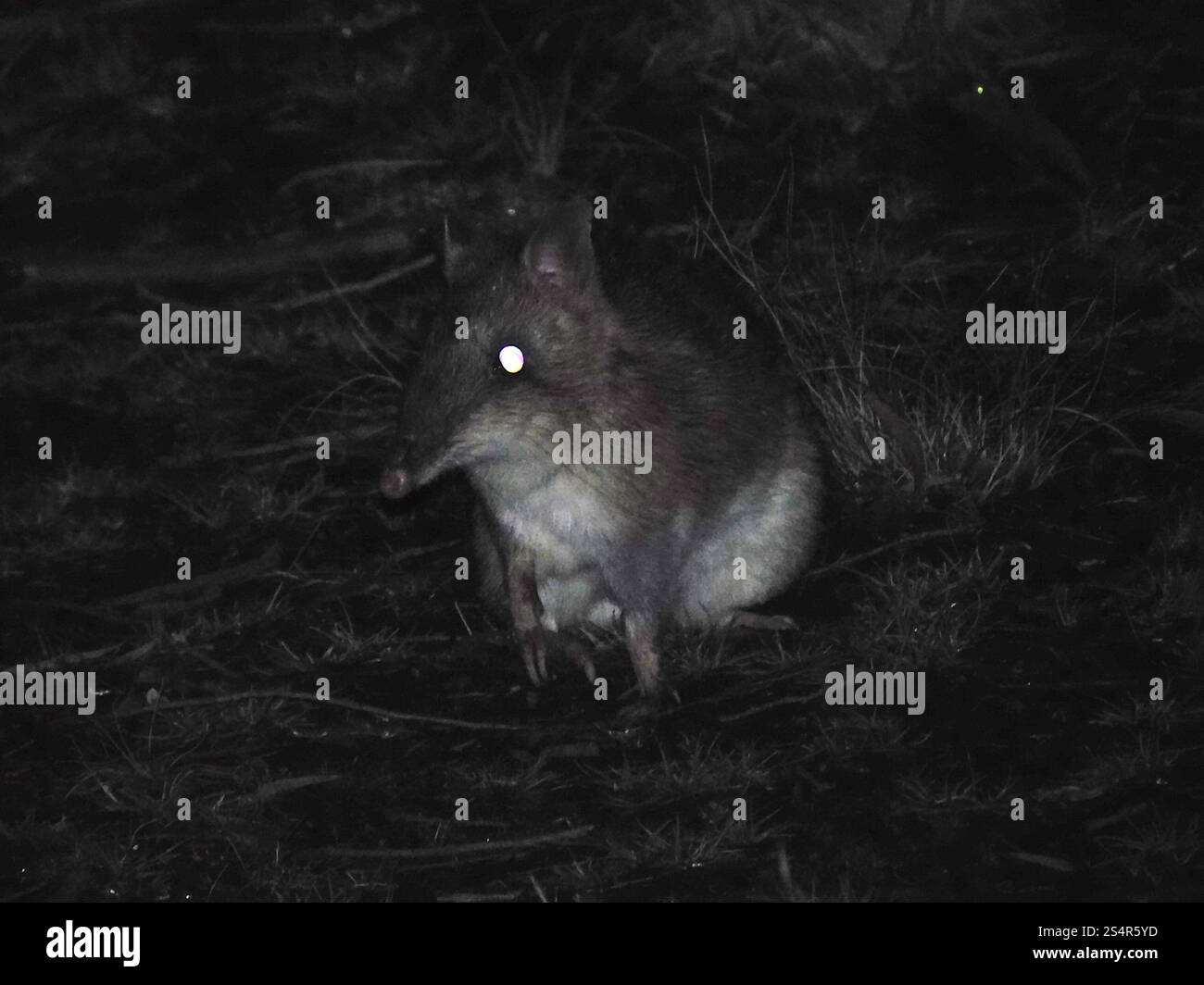 Eastern Barred Bandicoot (Perameles gunnii Stock Photo - Alamy