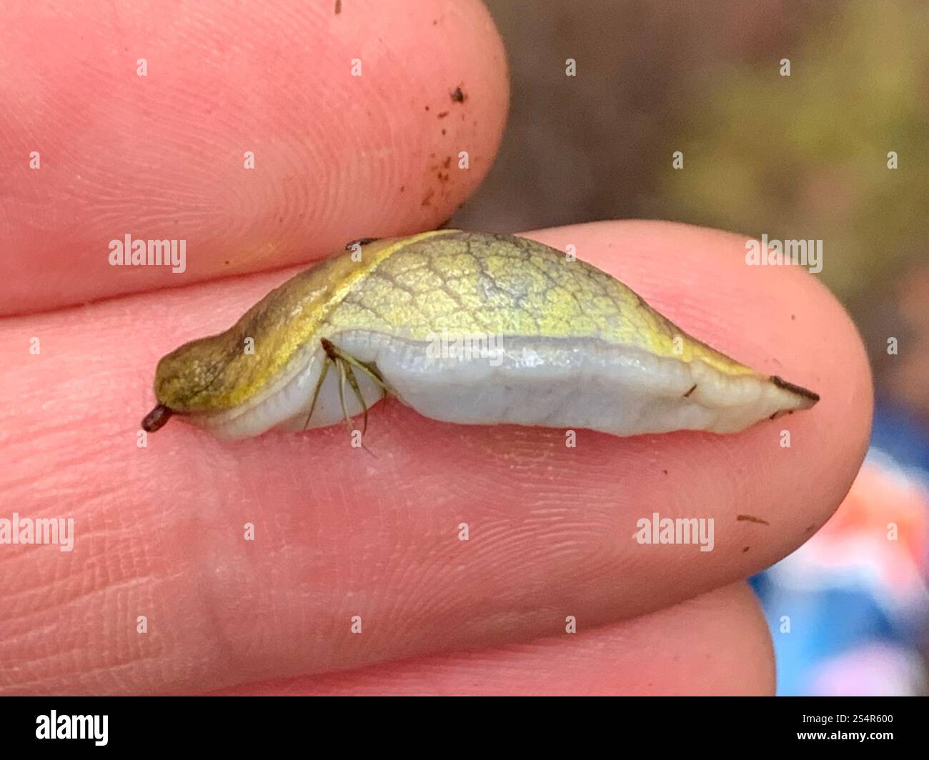 Yellow-bordered Taildropper (Prophysaon foliolatum Stock Photo - Alamy