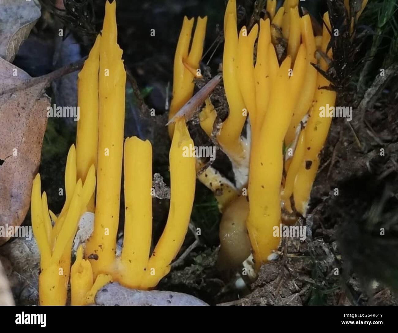 Lemon Slug (Malacolimax tenellus Stock Photo - Alamy