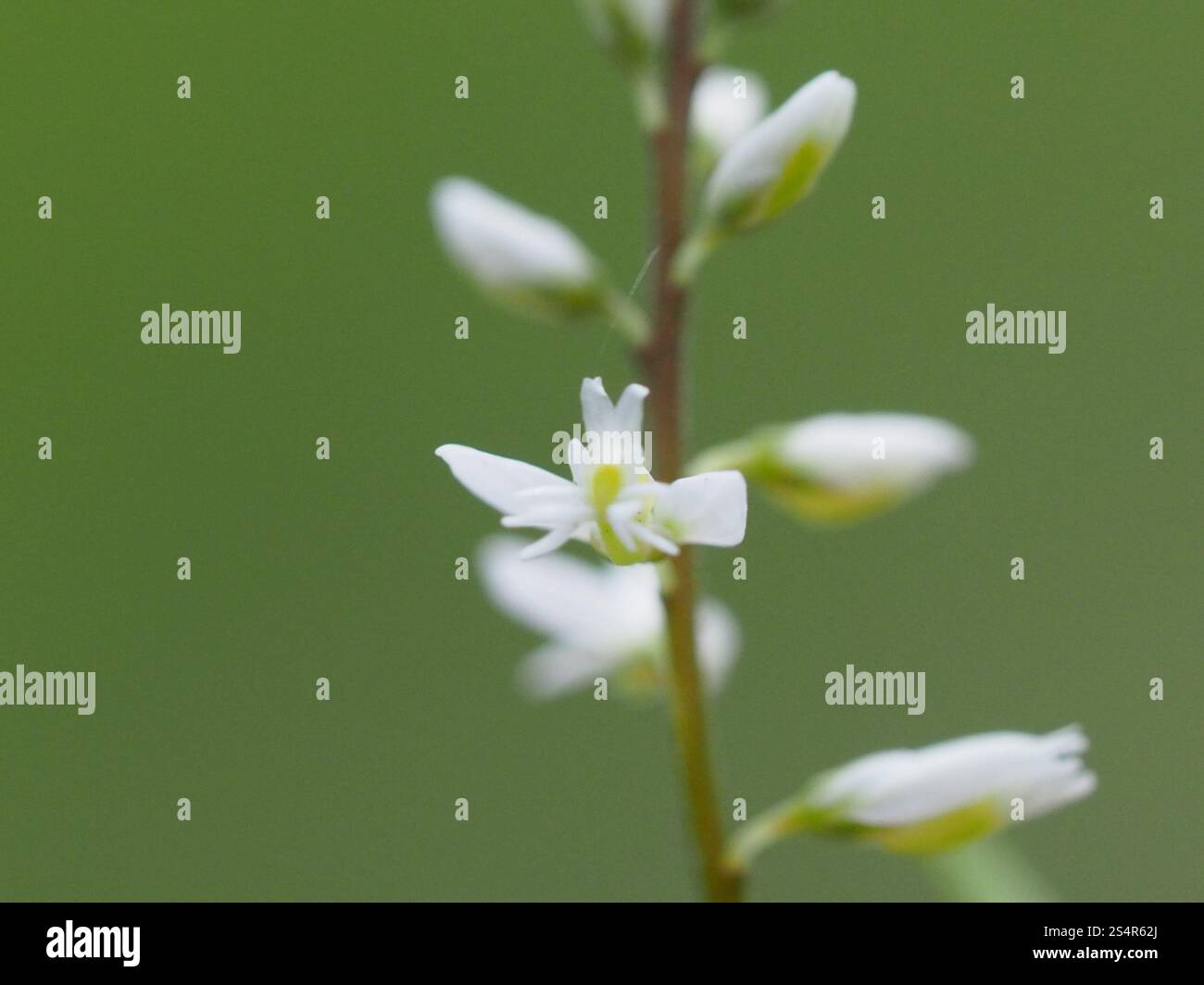 milkwort (Senega paniculata Stock Photo - Alamy