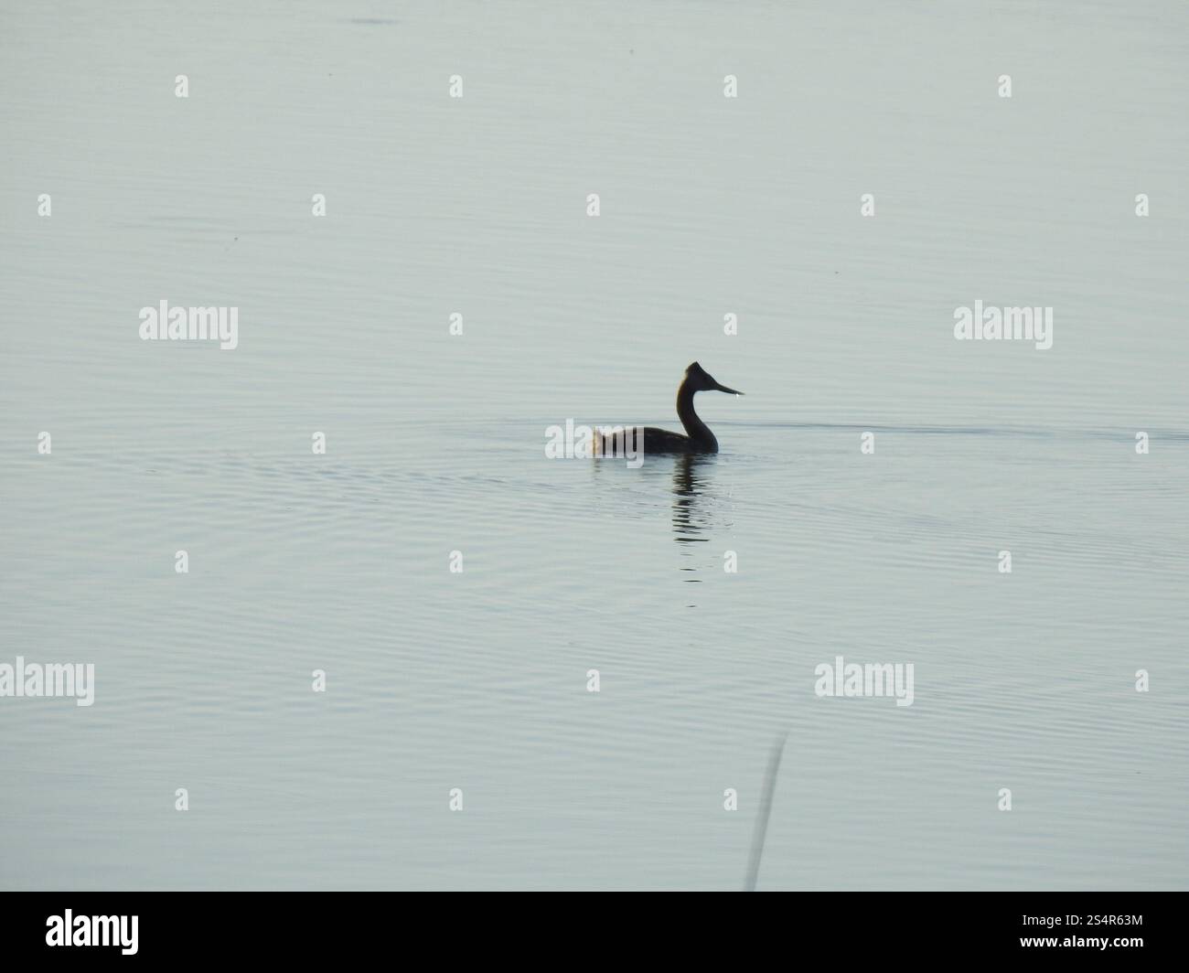 Great Grebe (Podiceps major Stock Photo - Alamy