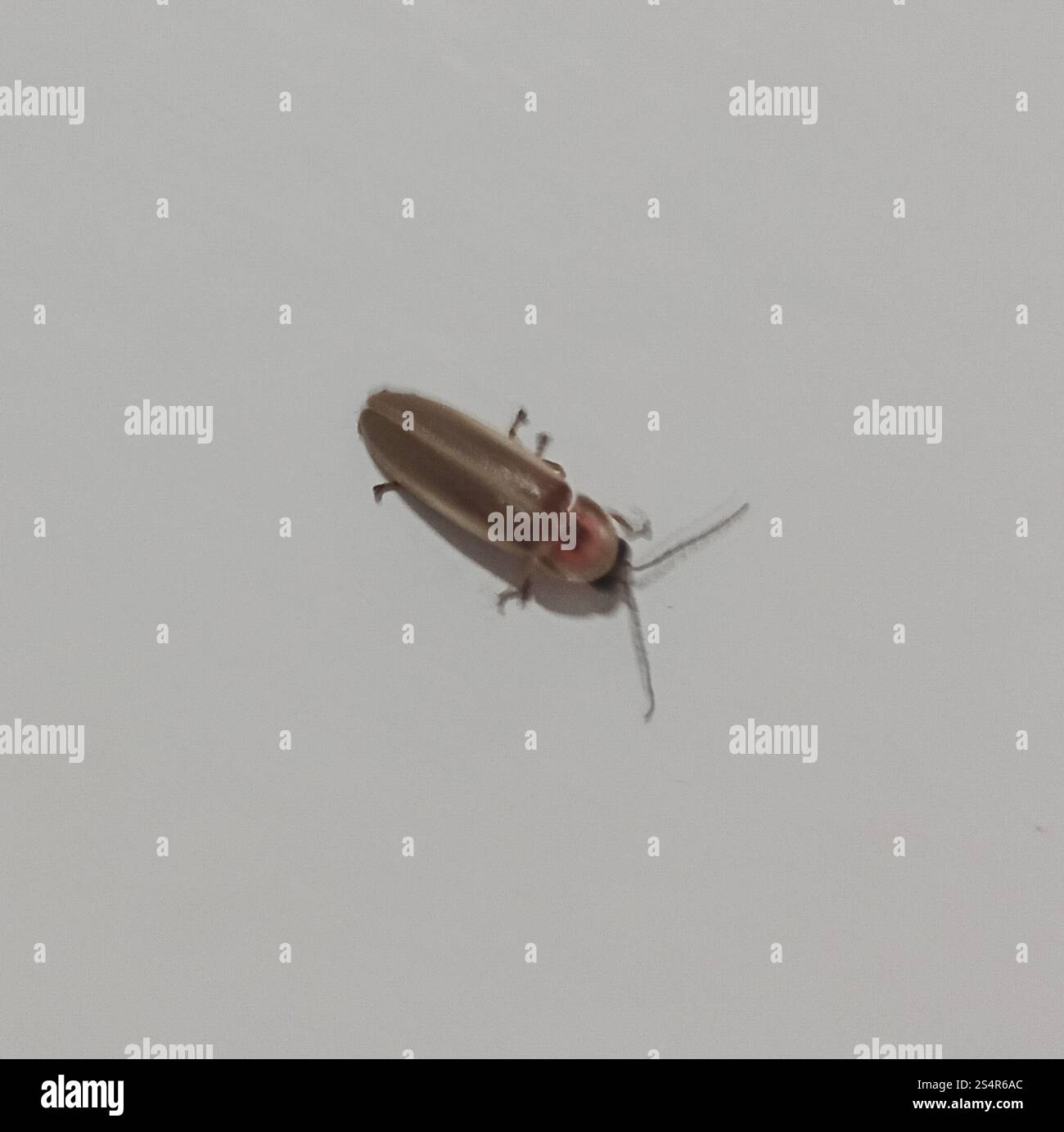 Lampyrinae hi-res stock photography and images - Alamy