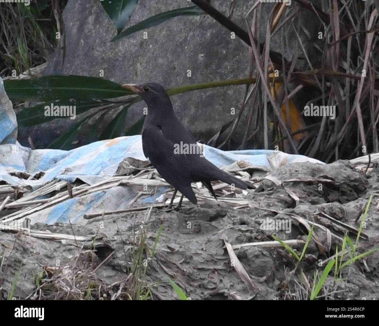 Chinese Blackbird (Turdus mandarinus Stock Photo - Alamy