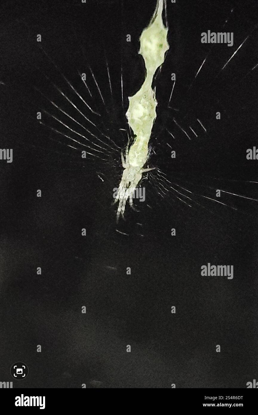 Bifurcate Trashline Orbweaver (Allocyclosa bifurca Stock Photo - Alamy